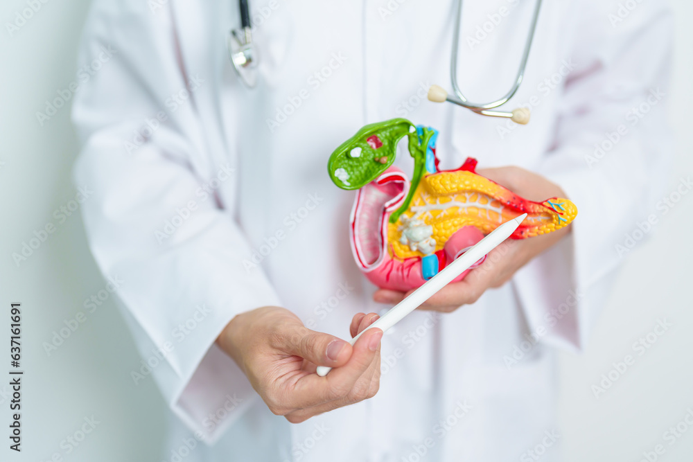 Doctor with human Pancreatitis anatomy model with Pancreas, Gallbladder ...