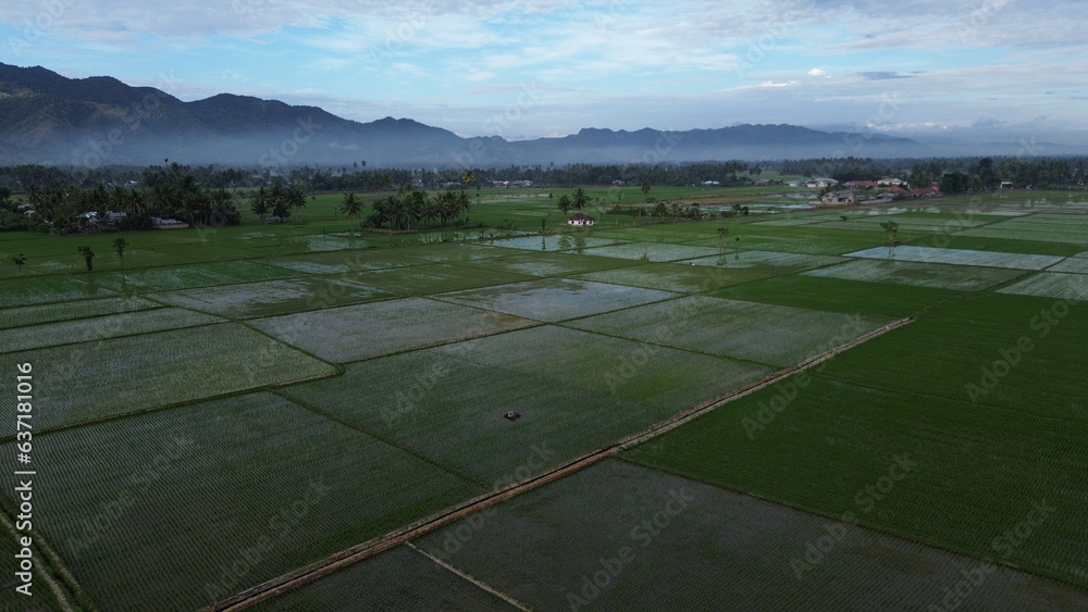 aerial view of paddy fields. Aerial view of agriculture in rice fields ...