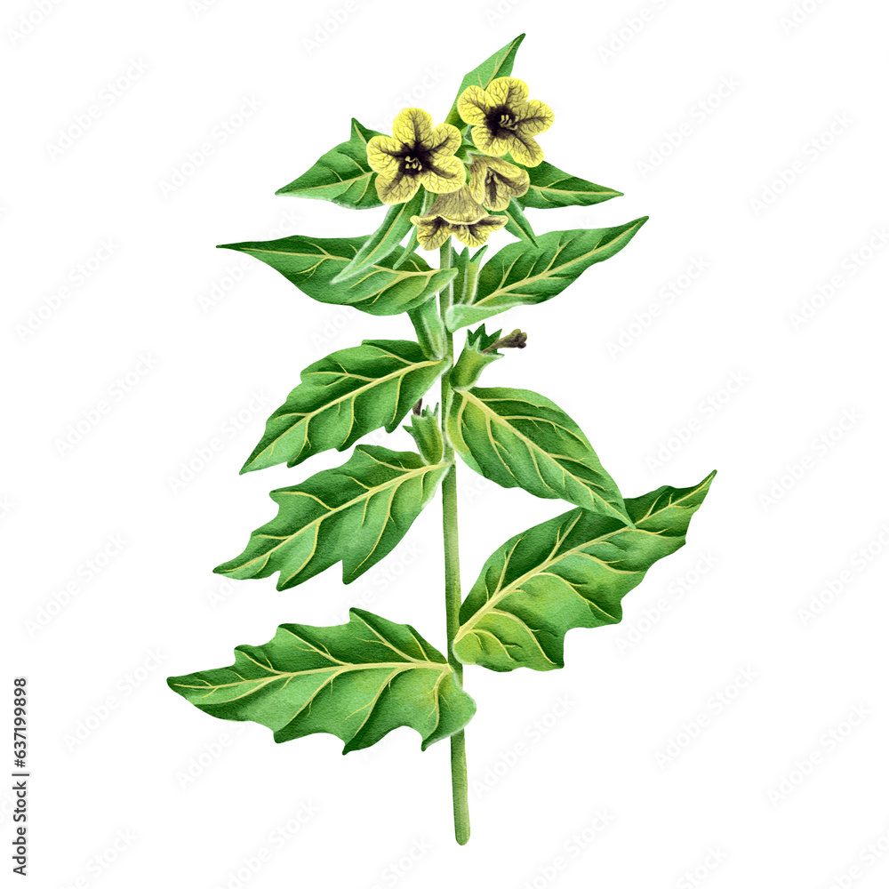 watercolor drawing plant of black henbane with leaves and flower ...