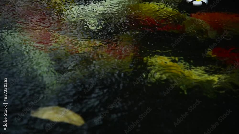 Heavy rainy raining season in koi pond blur background carp fish under ...