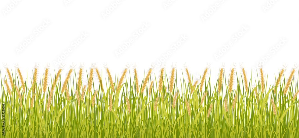 Wheat field seamless border. Vector background of high growth of cereal ...