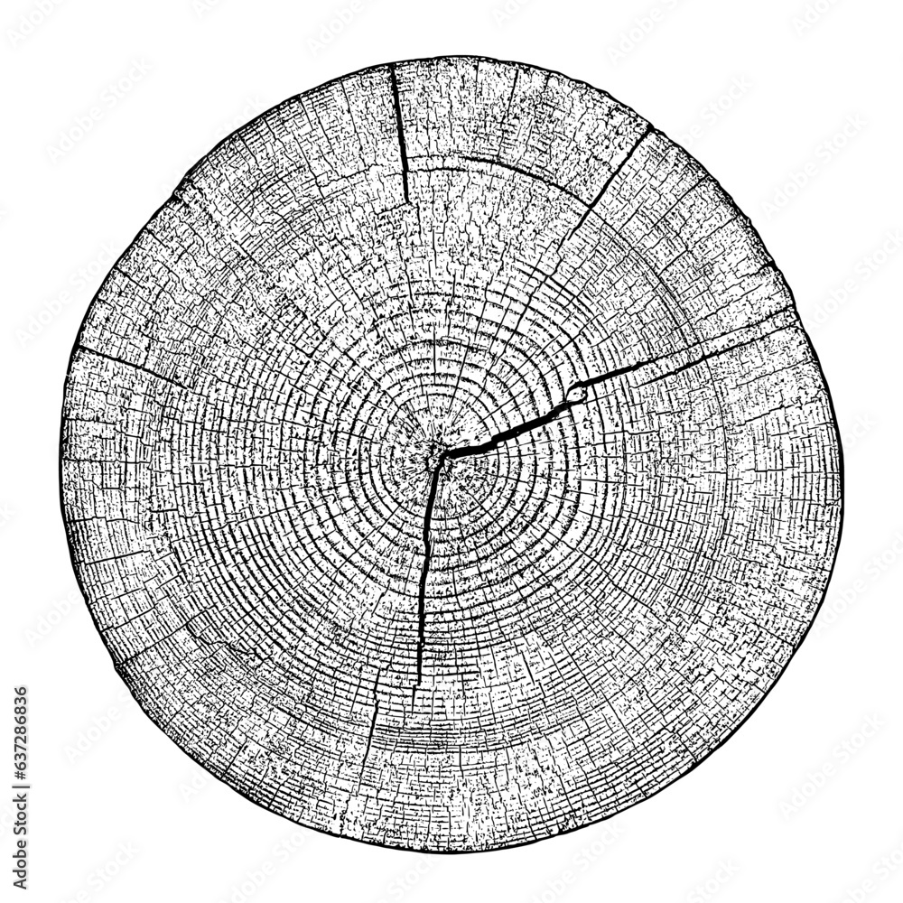Wood texture cross section of tree rings. Cut slice of wooden stump ...