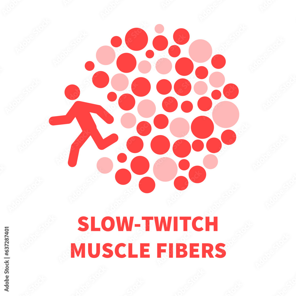 Human skeletal muscle fiber types. Slow twitch red muscular tissue ...