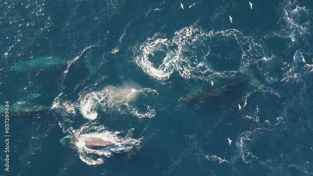 Pod of Majestic Whales Swimming in blue Ocean Waters, a flock of ...
