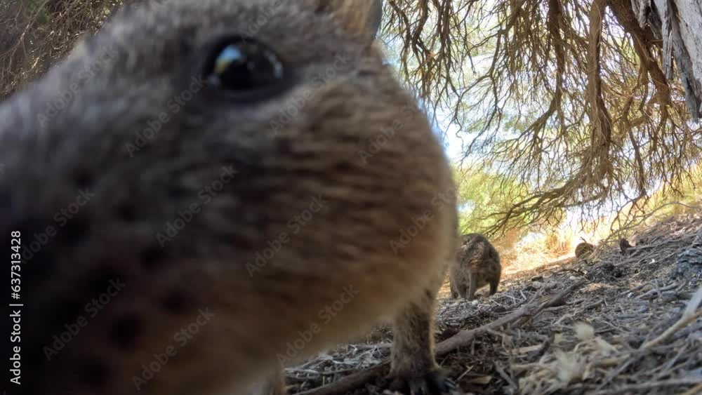 Curious Quokka is checking out the camera. Quokka licking on camera. A ...