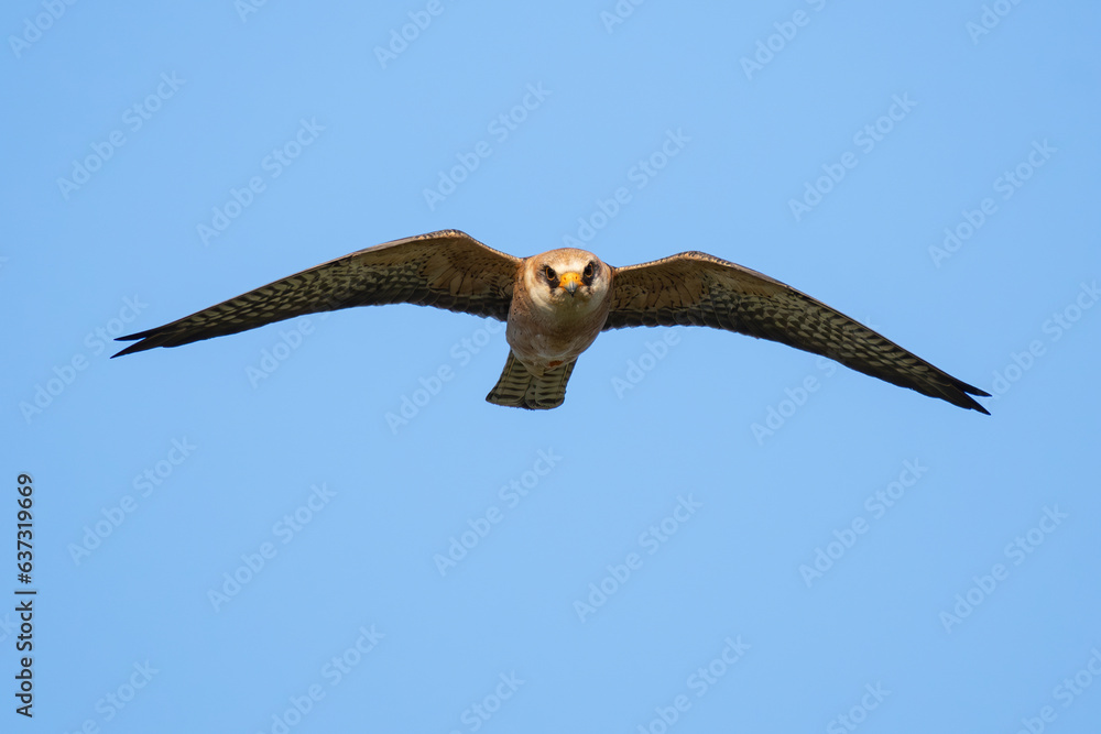Red footed hawk Falco vespertinus in natural environment Stock Photo ...