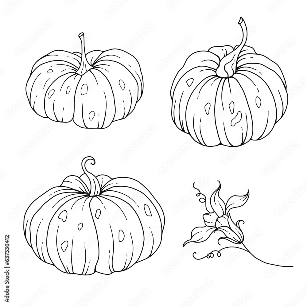 Pumpkins Line Art Illustration, Outline Pumpkin arrangement Hand Drawn ...