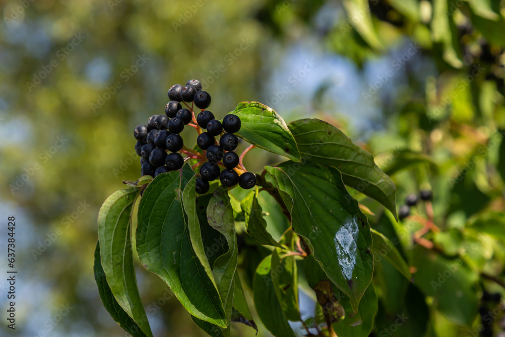 Cornus sanguinea is a perennial plant of the sod family. A tall shrub ...