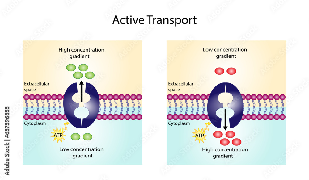 Active transport across the cell membrane. Substance movement against ...