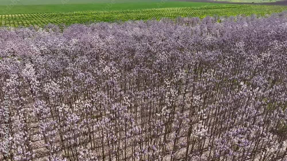 Paulownia tree in blossom in an farm - pink flowers on branches and ...