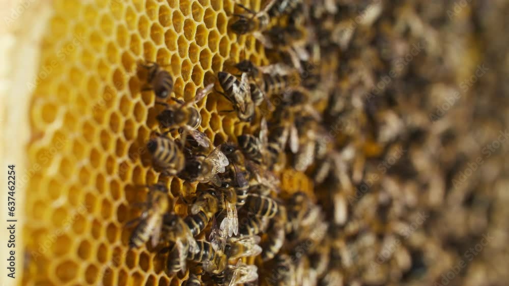 Close-up of honeycombs with numerous bees making healthy honey ...