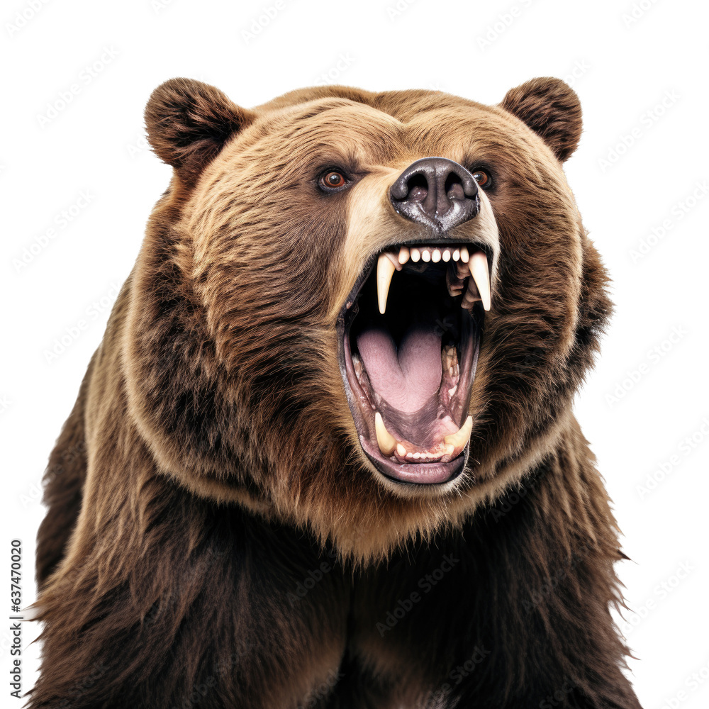 a growling grizzly bear, front view in an isolated and transparent PNG ...