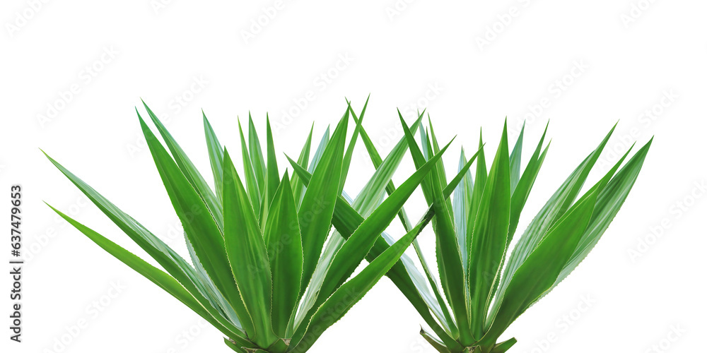 Agave Desert Plants Isolated on White Background with Clipping P Stock ...