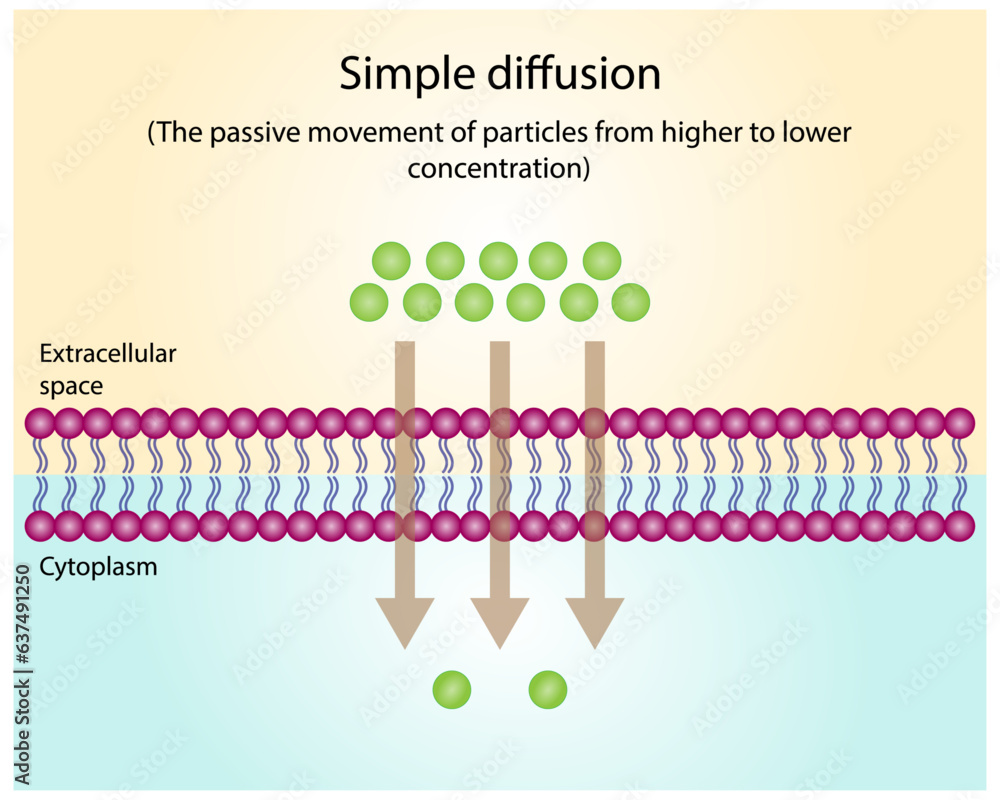 Passive Transport. Simple diffusion through the lipid bilayer, the ...