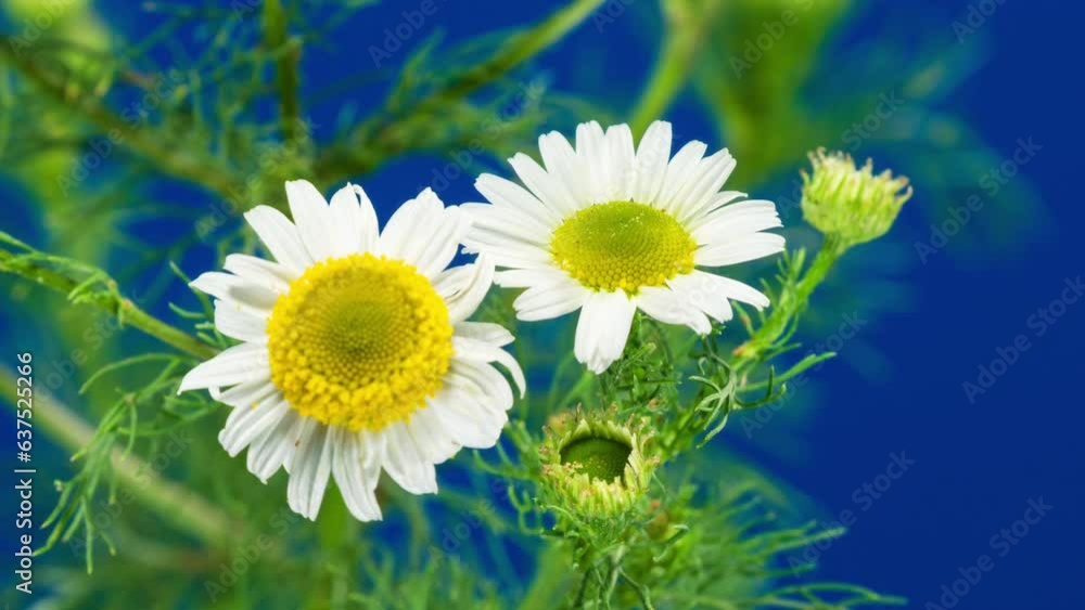 Tripleurospermum Inodorum Blooming White Flowers in Time Lapse on a ...