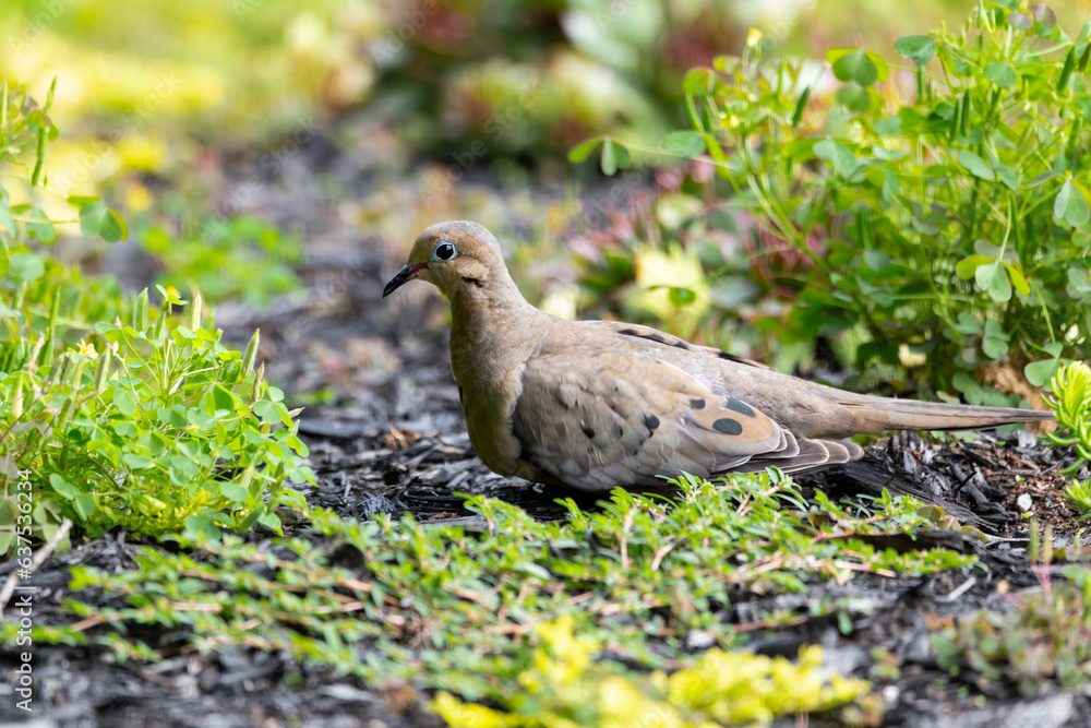 Beautiful mourning dove seen in profile standing in garden in summer ...