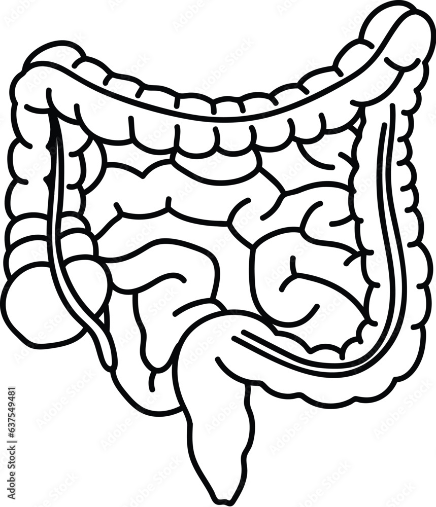 Human intestines in cartoon style. Human digestive system. Human ...
