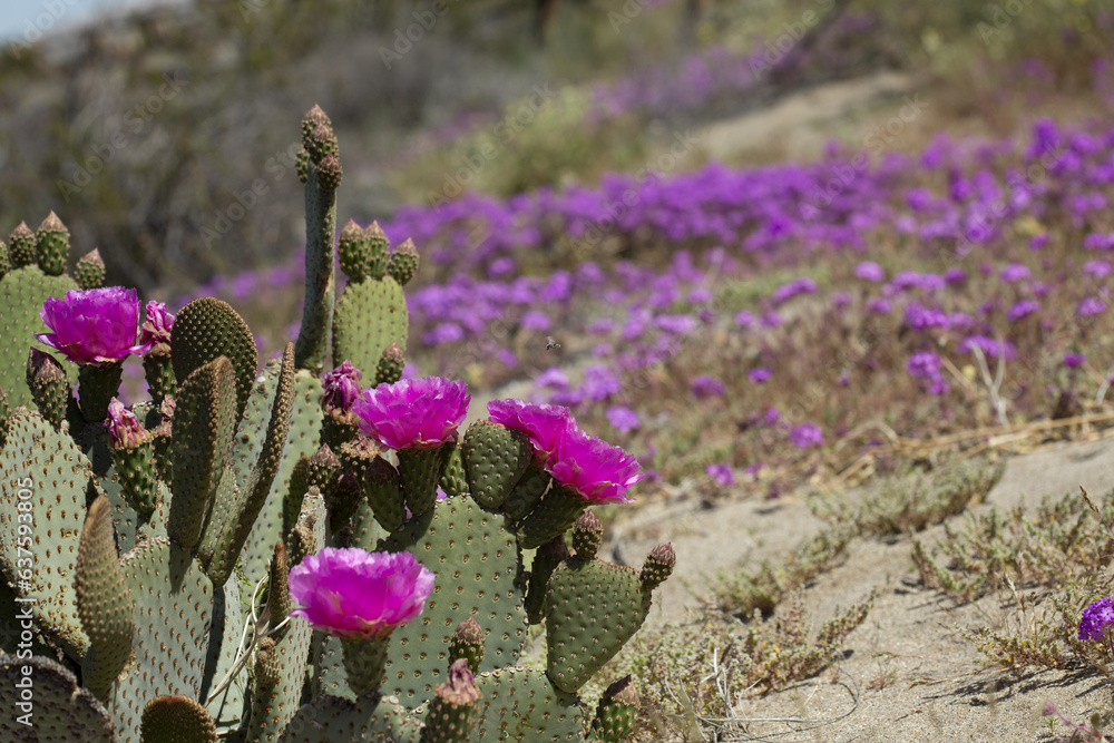 magenta flowers of a beavertail cactus plant, blooming in the Anza ...