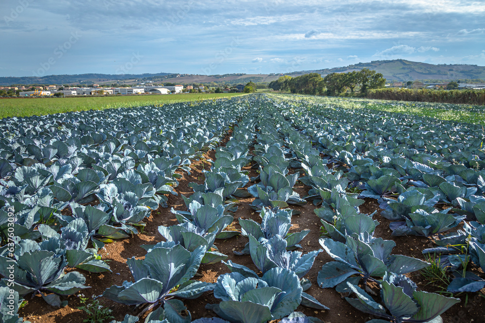 Red Cabbage growing in a farm field ready for cutting vitamins A, C, K ...