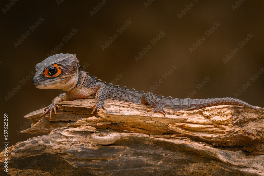 Red-Eyed Crocodile Skink (Tribolonotus gracilis) posing on a log, photo ...