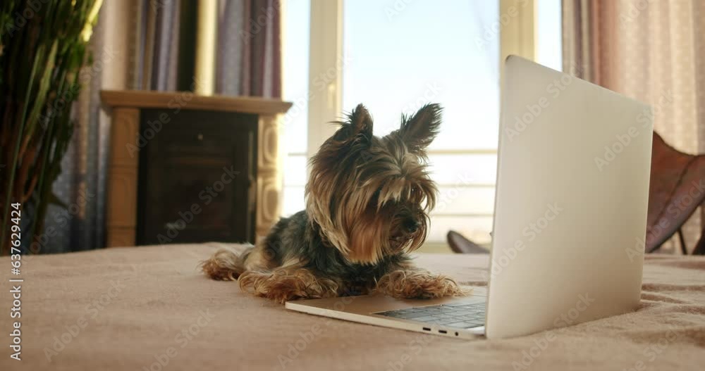 Cute yorkshire terrier dog using laptop. Lying on bed, using artificial ...