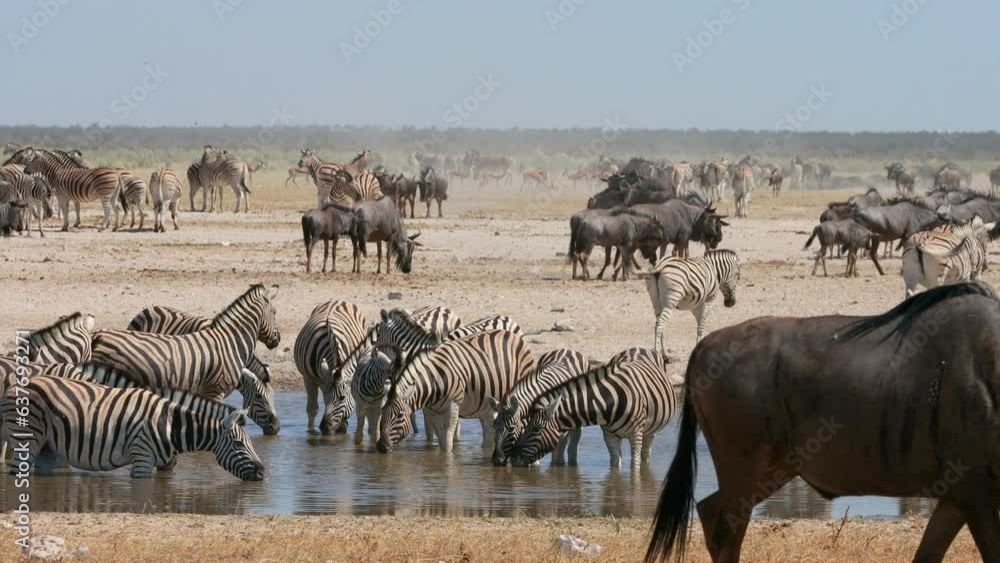 Zebra Wildebeest Springbok And Gemsbok Antelopes