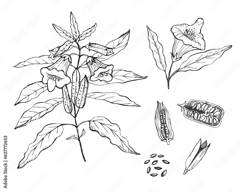 Vetor de Sesame plant drawing on isolated white background. Hand drawn ...