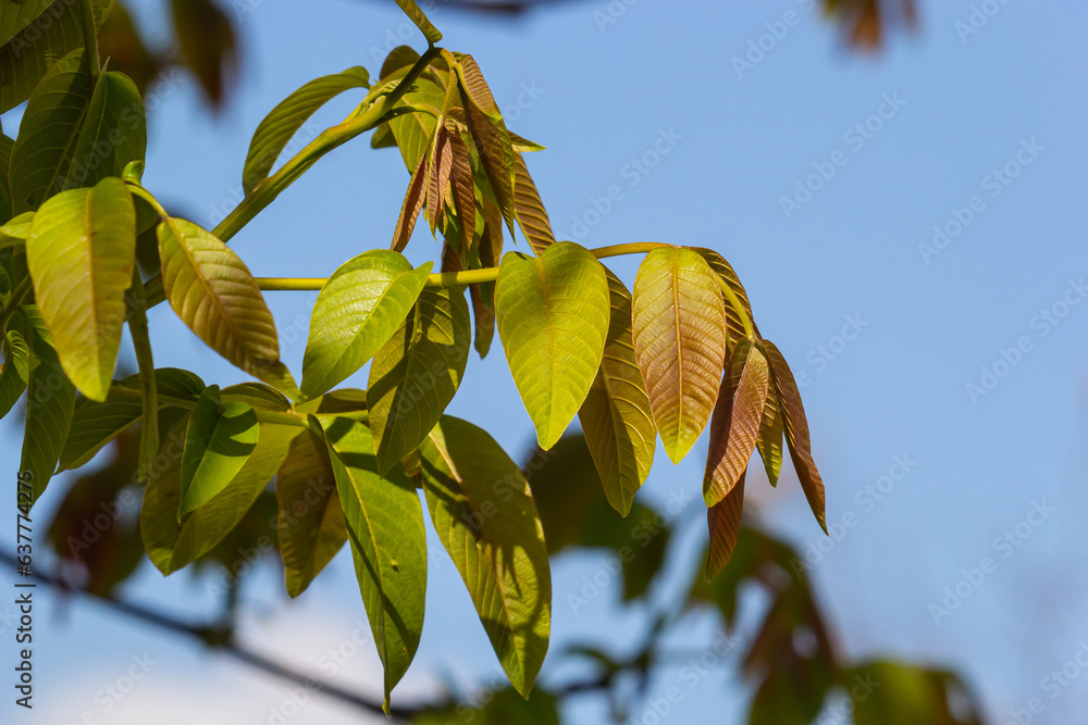 Foto de Walnut twig in spring, Walnut tree leaves and catkins close up ...