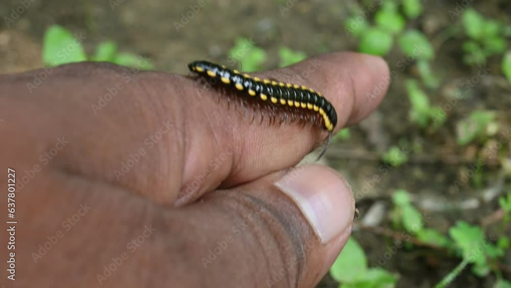 Millipede in rainy season. Big Black Millipedes. It is a spiral insect ...