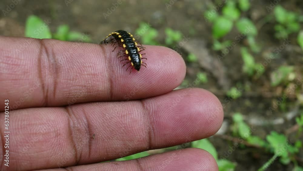 Millipede in rainy season. Big Black Millipedes. It is a spiral insect ...