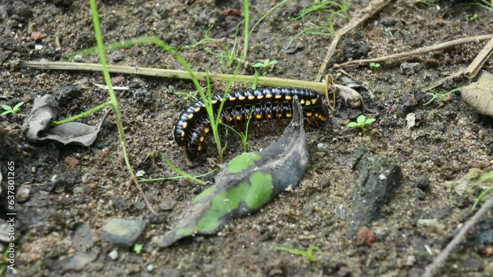 Millipede in rainy season. Big Black Millipedes. It is a spiral insect ...