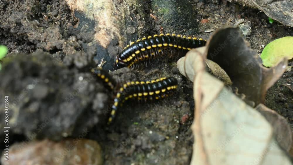 Millipede in rainy season. Big Black Millipedes. It is a spiral insect ...