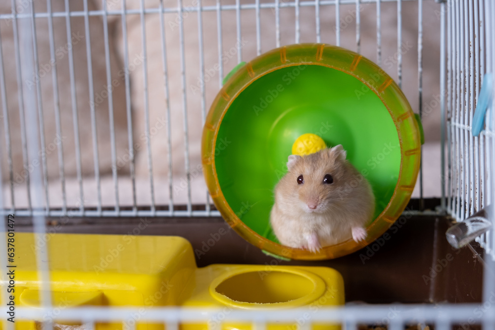 A cute hamster runs in a wheel. The concept of running in a circle ...