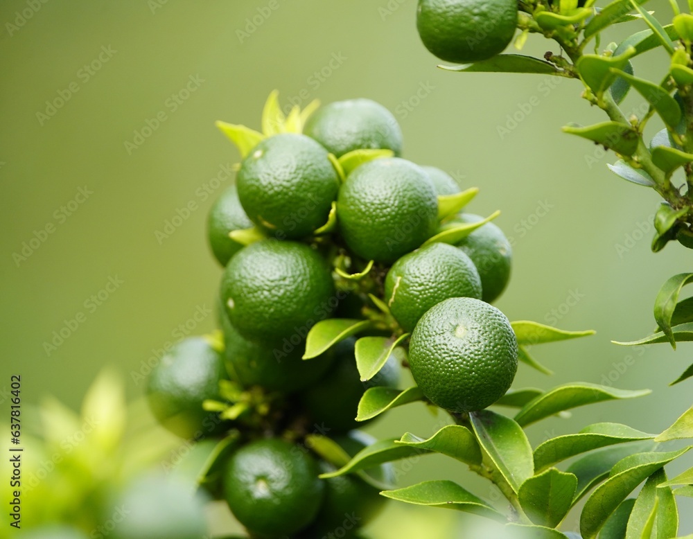 Citrus myrtifolia ,Hardas, the myrtle-leaved orange tree, is a species ...