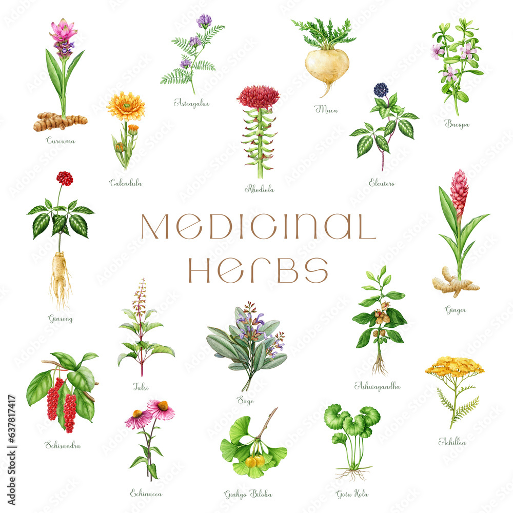 Medicinal herbs and plants watercolor illustration set. Hand drawn ...