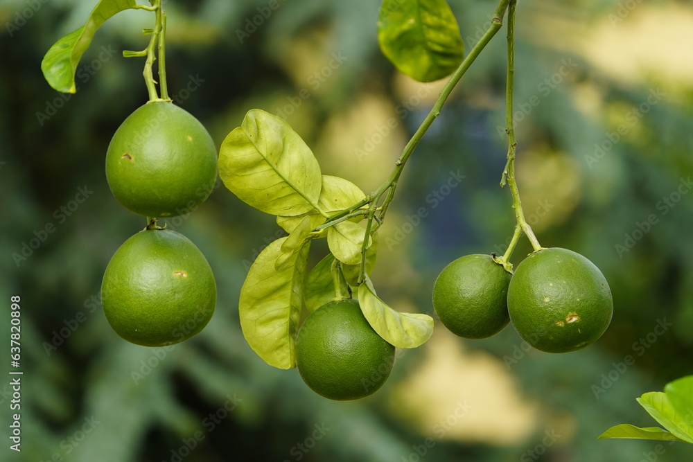 Citrus grandis ,Pomelo, Rutaceae family. Native to South and Southeast ...