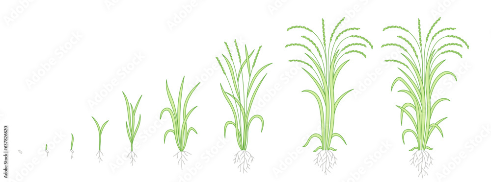 Rice plant growing cycle. Growing stages progression. Editable outline ...