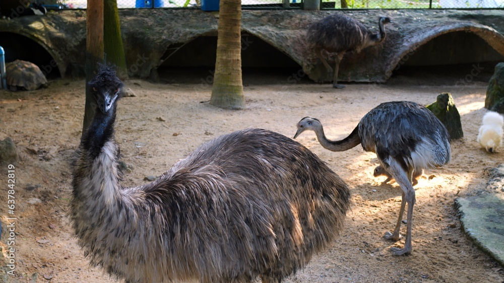 Safeguarding Emus Ostriches: Discover commitment to nurturing and ...