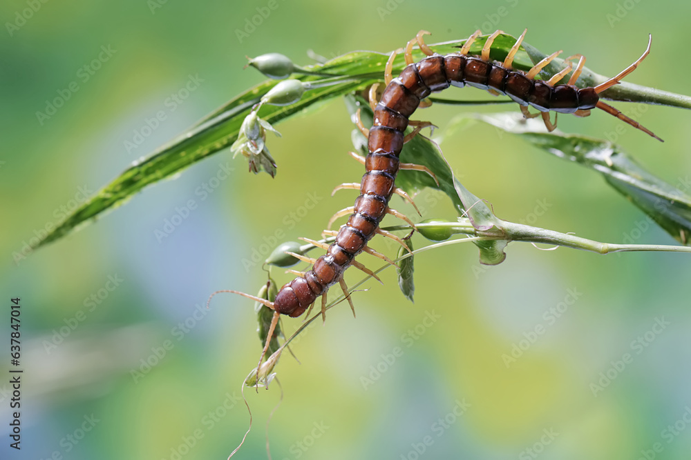 A centipede is looking for prey on a bush. This multi-legged animal has ...