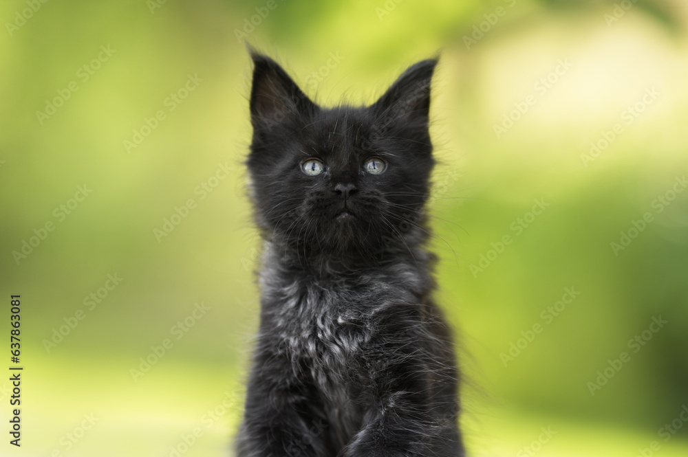 beautiful black maine coon kitten portrait outdoors in summer Stock ...