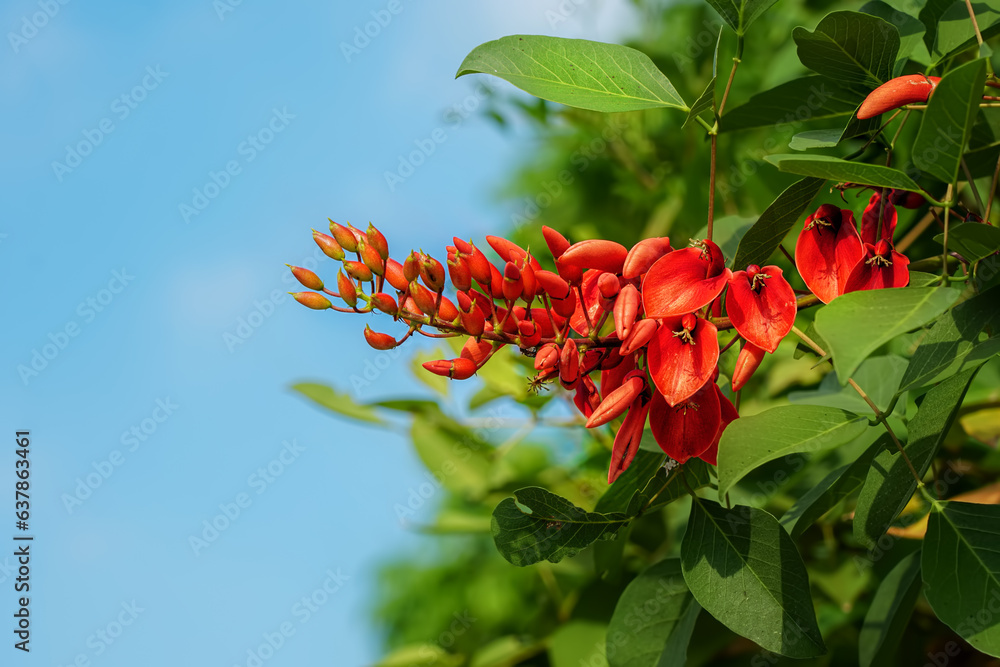 Erythrina crista-galli, often known as the cockspur coral tree, is a ...