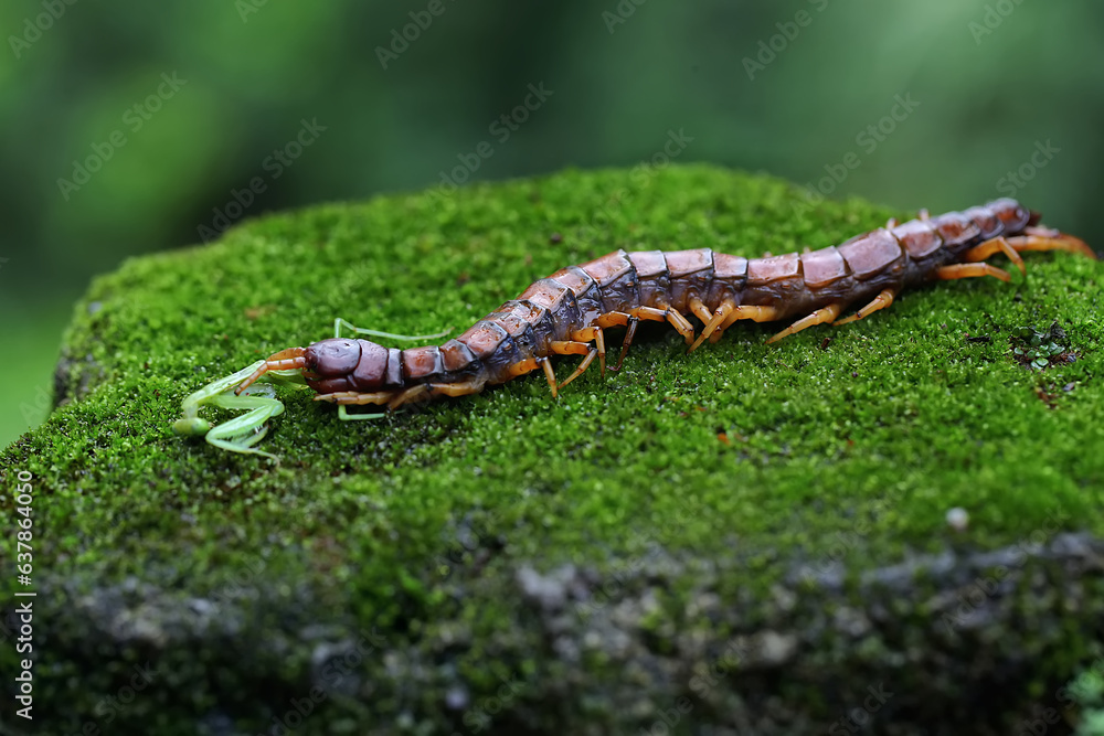 A centipede is eating a praying mantis. This multi-legged animal has ...