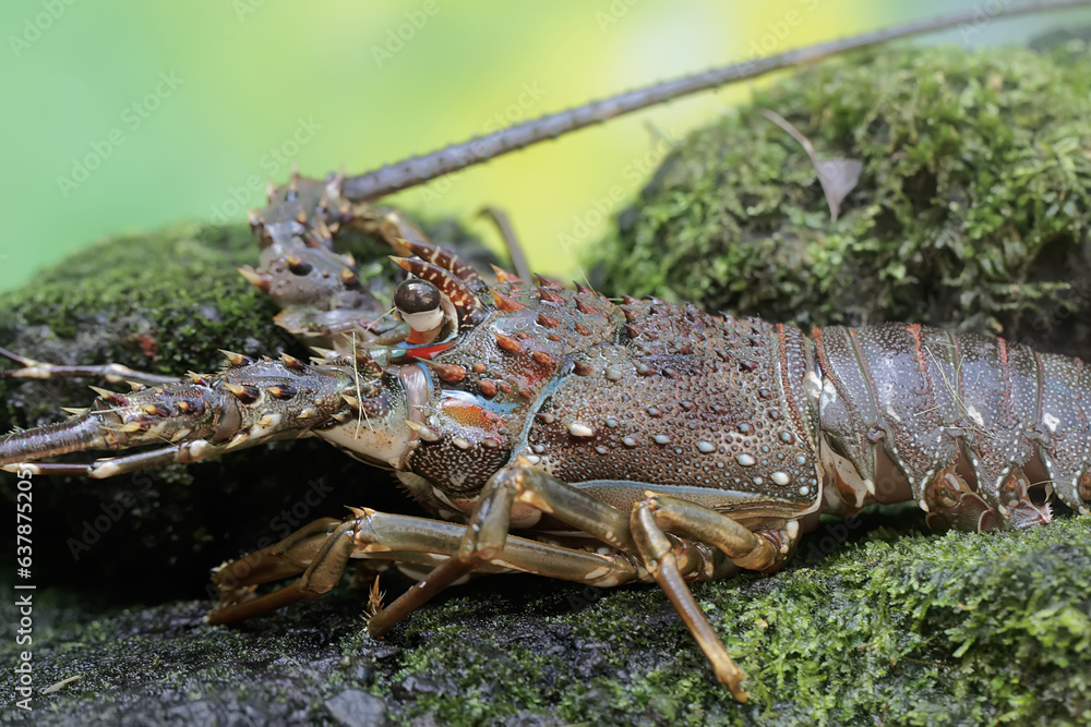 A brown rock lobster is looking for food in shallow sea water where ...