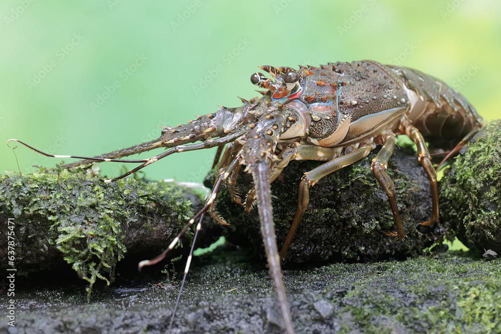 A brown rock lobster is looking for food in shallow sea water where ...