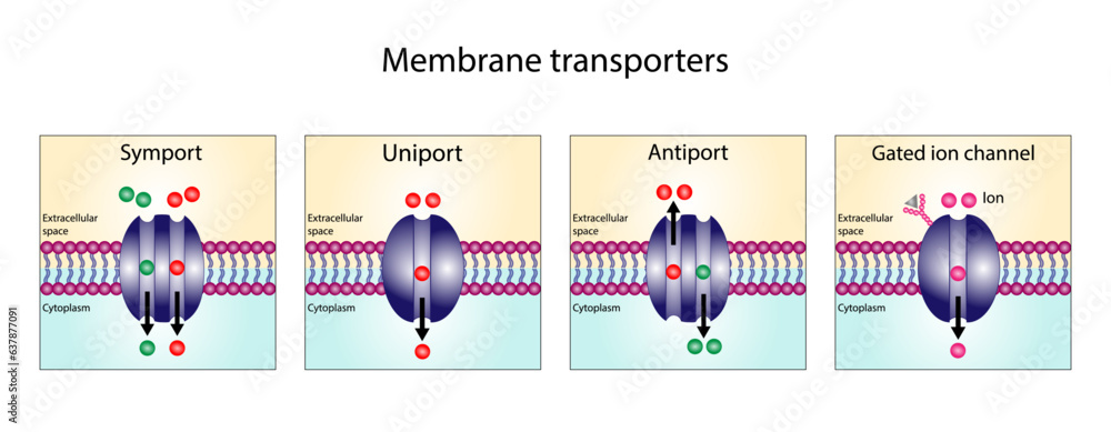 Membrane transporters of ions and molecules across cell membranes ...