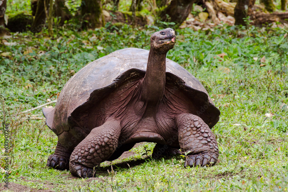 Giant Galapagos Tortoise (Chelonoidis niger) in Santa Cruz Island ...