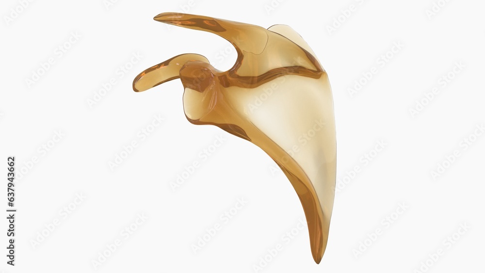 Póster Human skeleton anatomy Scapula Bone 3D Rendering – Cuadro para ...