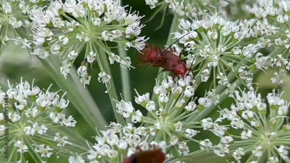 Cow parsley (Anthriscus sylvestris) with mating soldier beetles ...