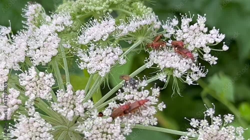 Cow parsley (Anthriscus sylvestris) with mating soldier beetles ...