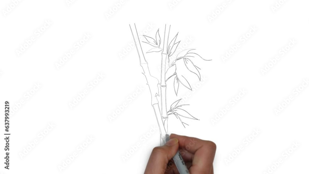 Bamboo Tree Pencil Drawing